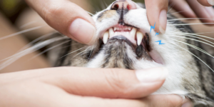Gingivite du chat : la repérer et la traiter - Biocanina